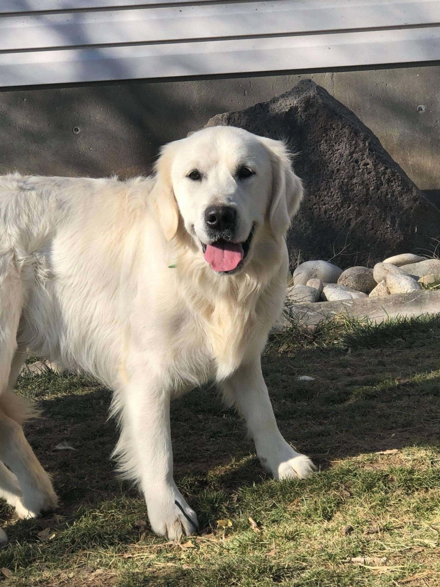 Our Boys | Silver Butte Golden Retrievers