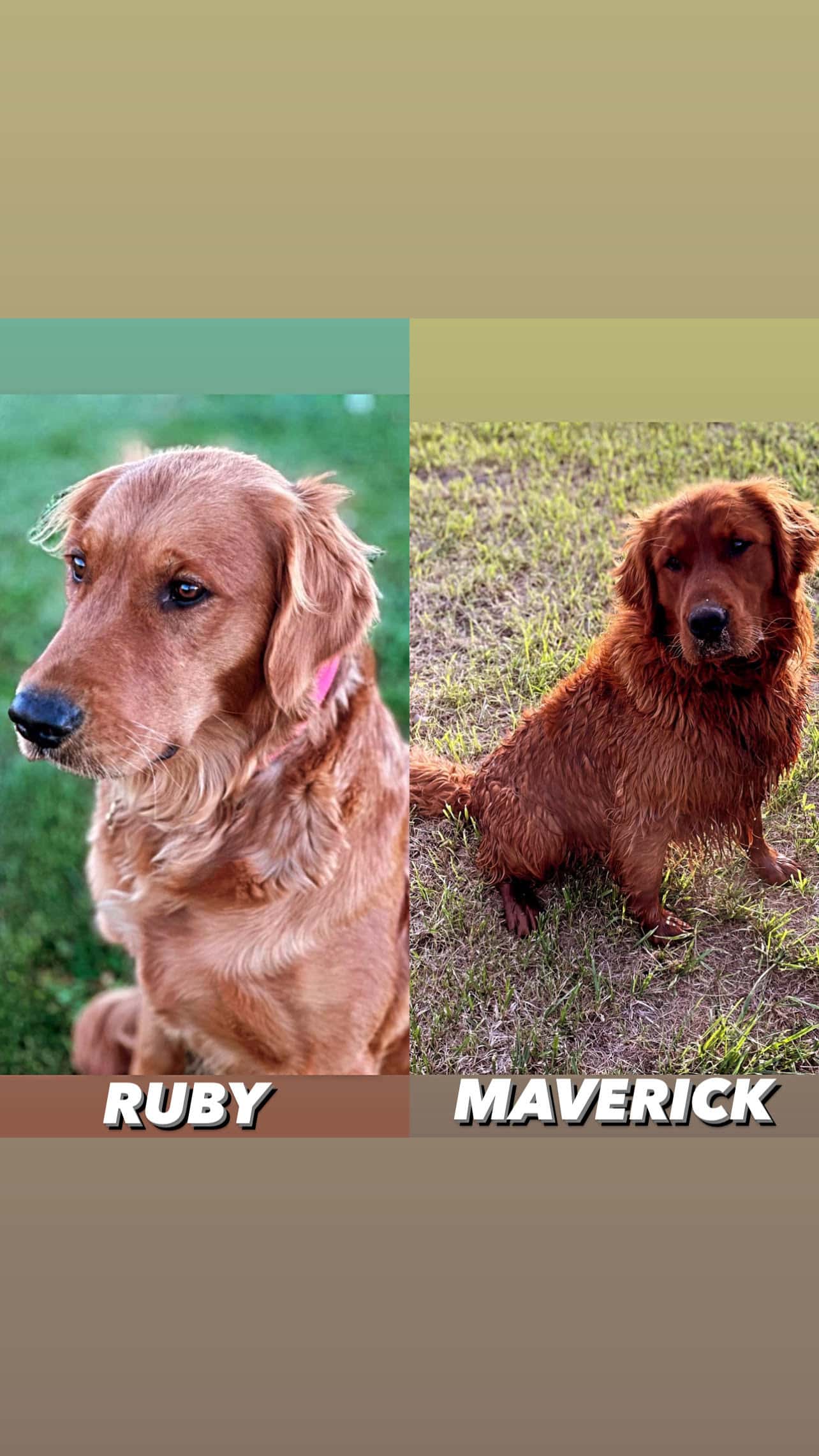 Current Litters | Silver Butte Golden Retrievers