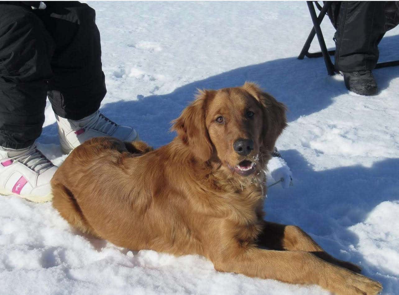 Our Girls | Silver Butte Golden Retrievers