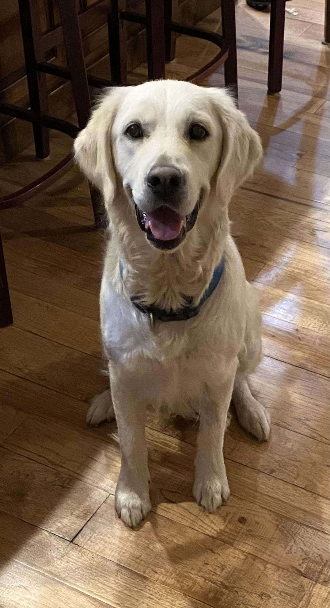 Our Girls | Silver Butte Golden Retrievers