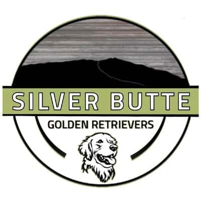 | Silver Butte Golden Retrievers