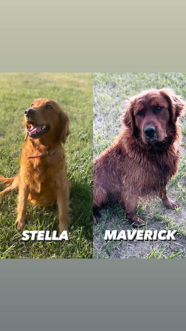 Current Litters | Silver Butte Golden Retrievers