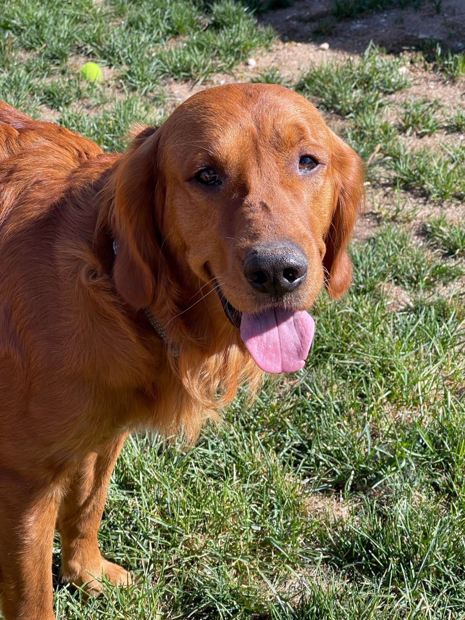 Stud Services | Silver Butte Golden Retrievers