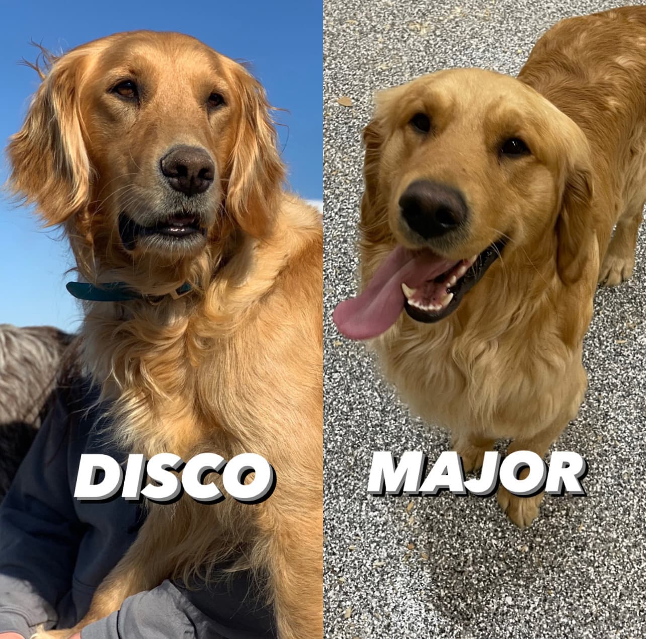 | Silver Butte Golden Retrievers