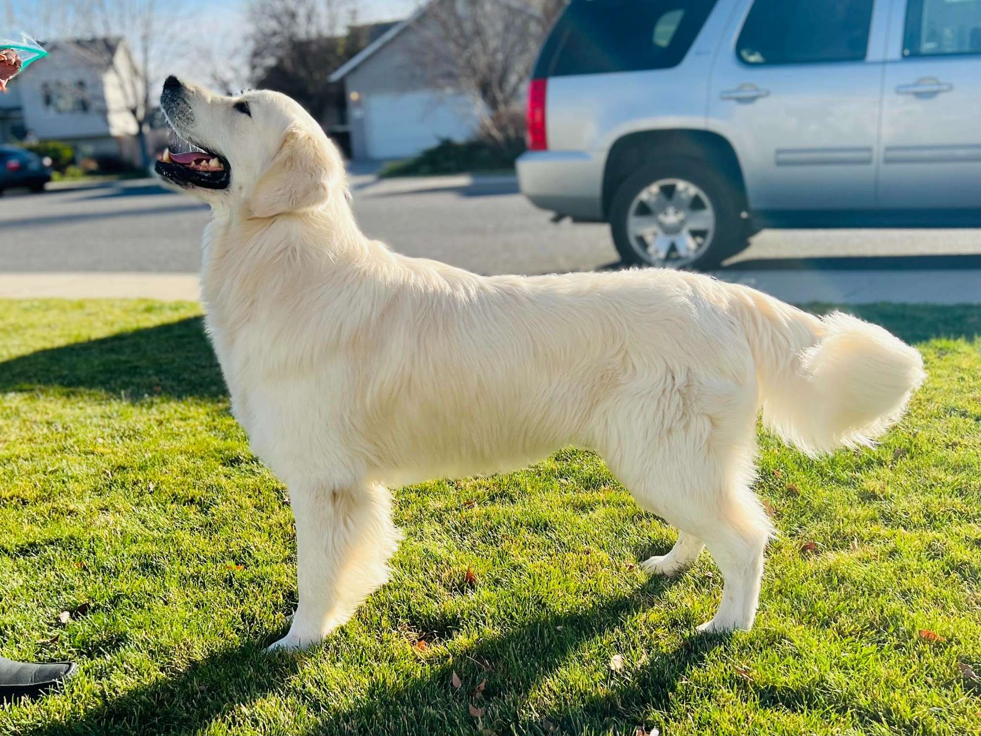 Merfy III | Silver Butte Golden Retrievers